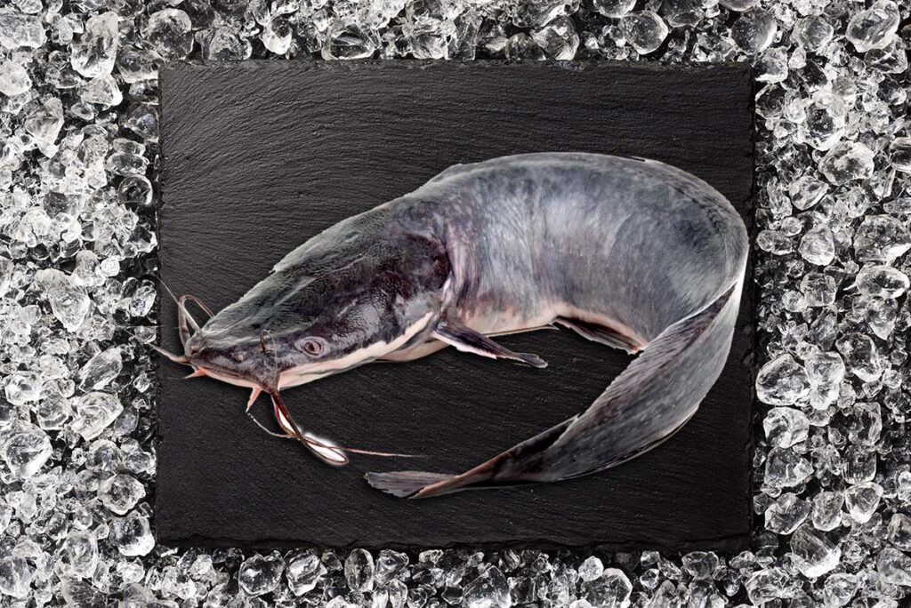 Freshwater Fish - Siam Canadian